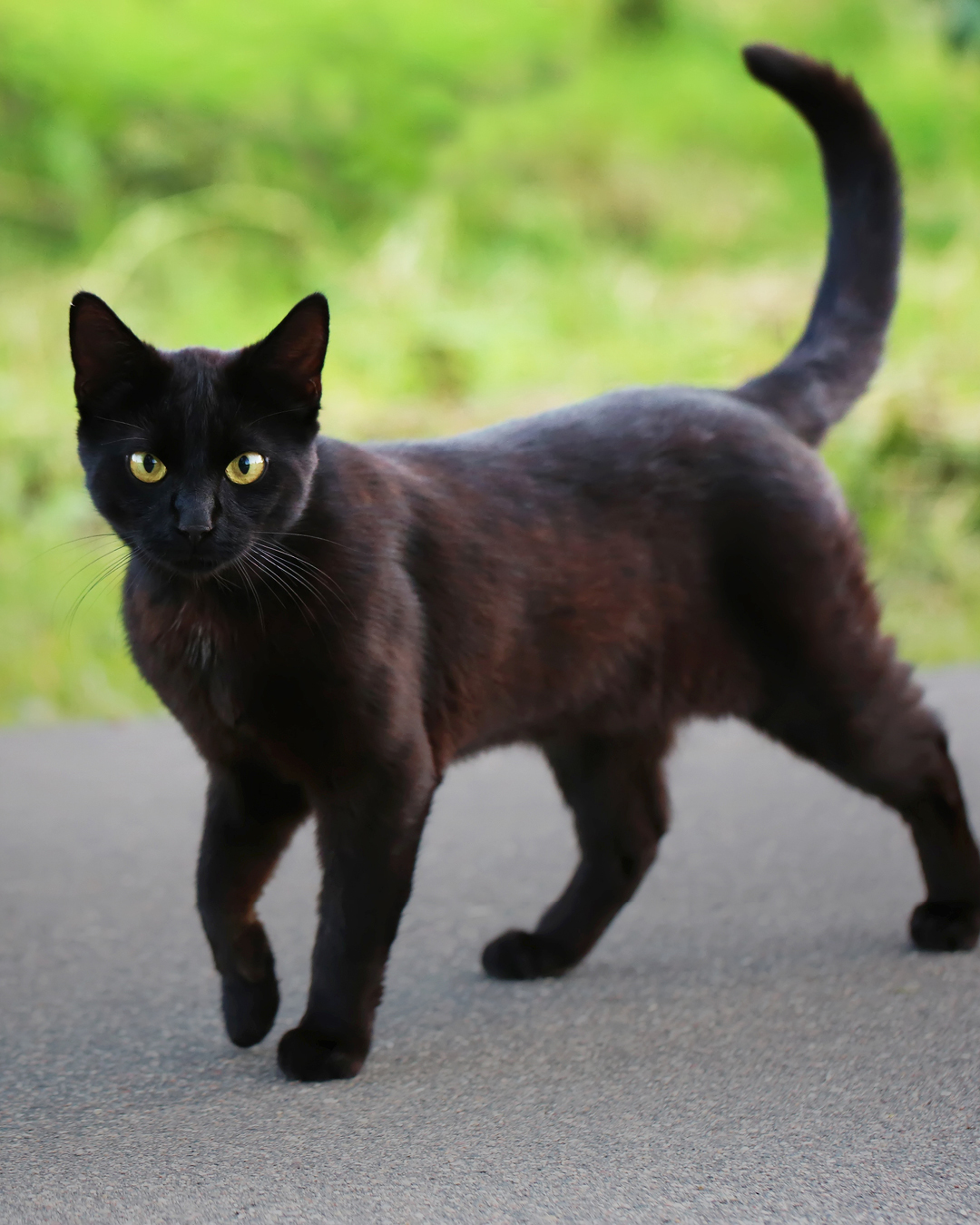 Court Considers Penalty for Harming Stray Cats Under Evolving Animal Cruelty Laws