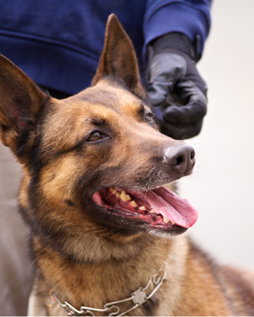 Jury Should Decide if K-9 Officer Liable for Dog’s Bite at Backyard ...